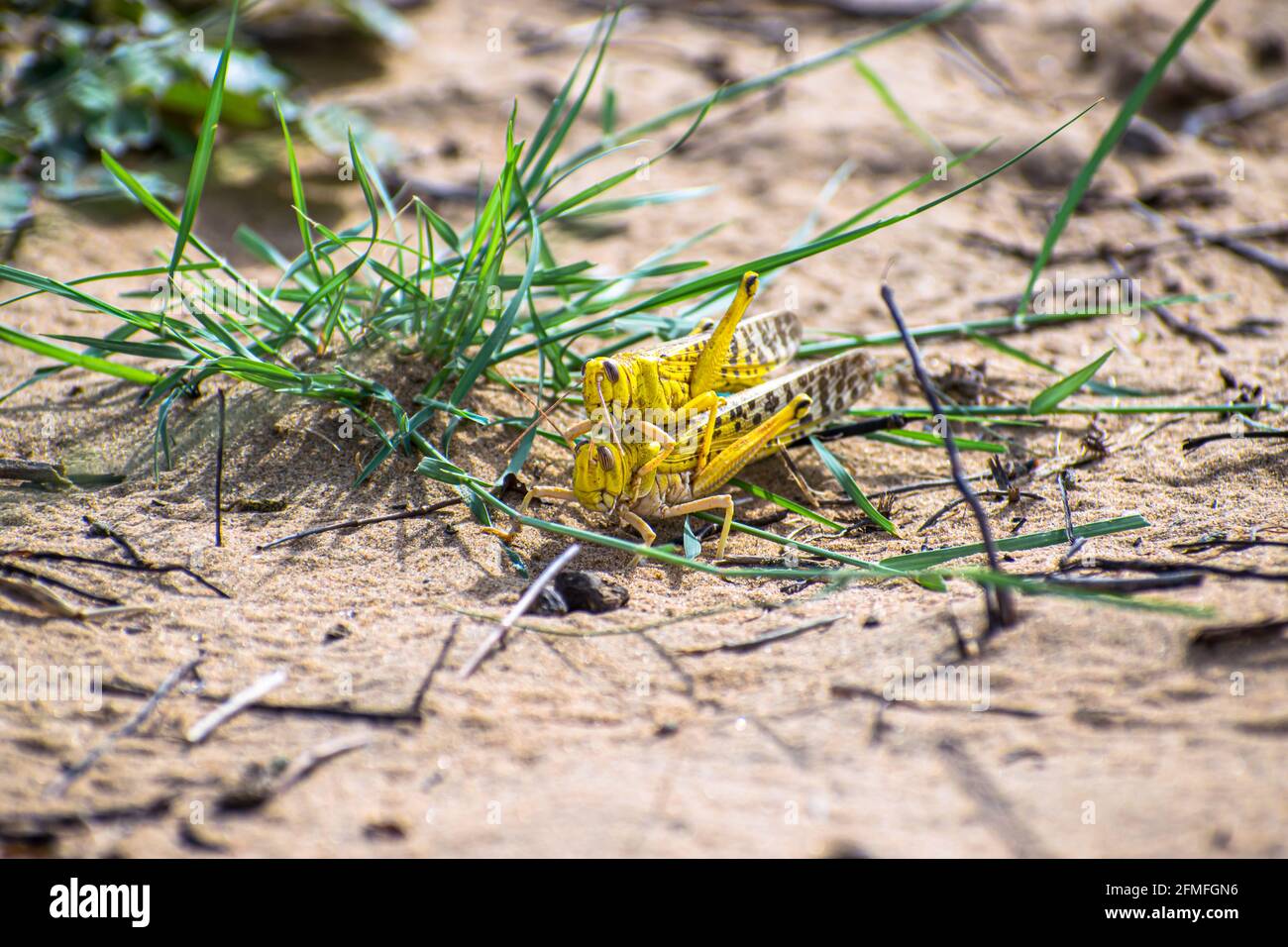 Swarm of locusts africa hi-res stock photography and images - Alamy