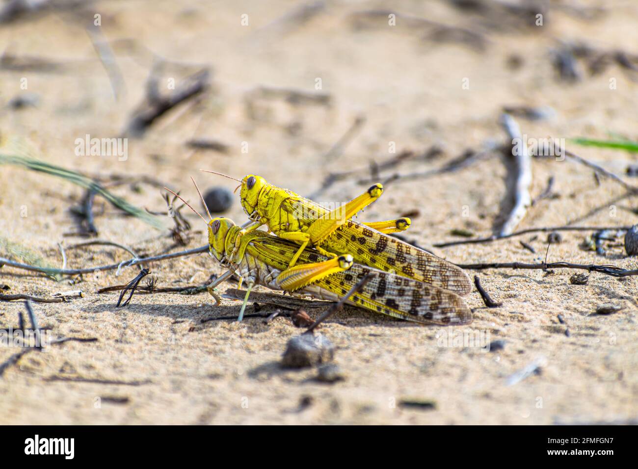Migratory locust hi-res stock photography and images - Alamy