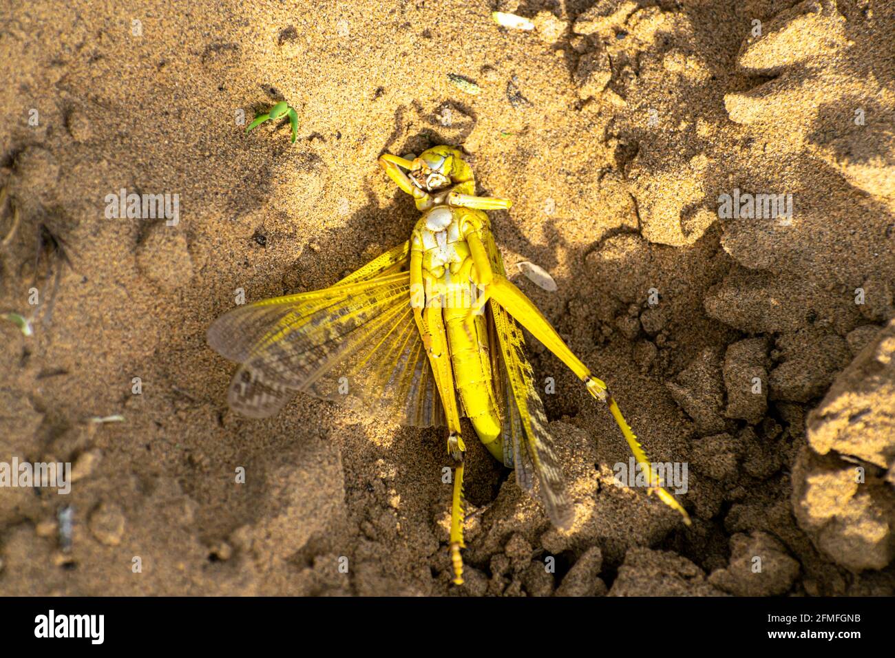 migratory locust swarm in india.locust are related to grasshopper Stock ...