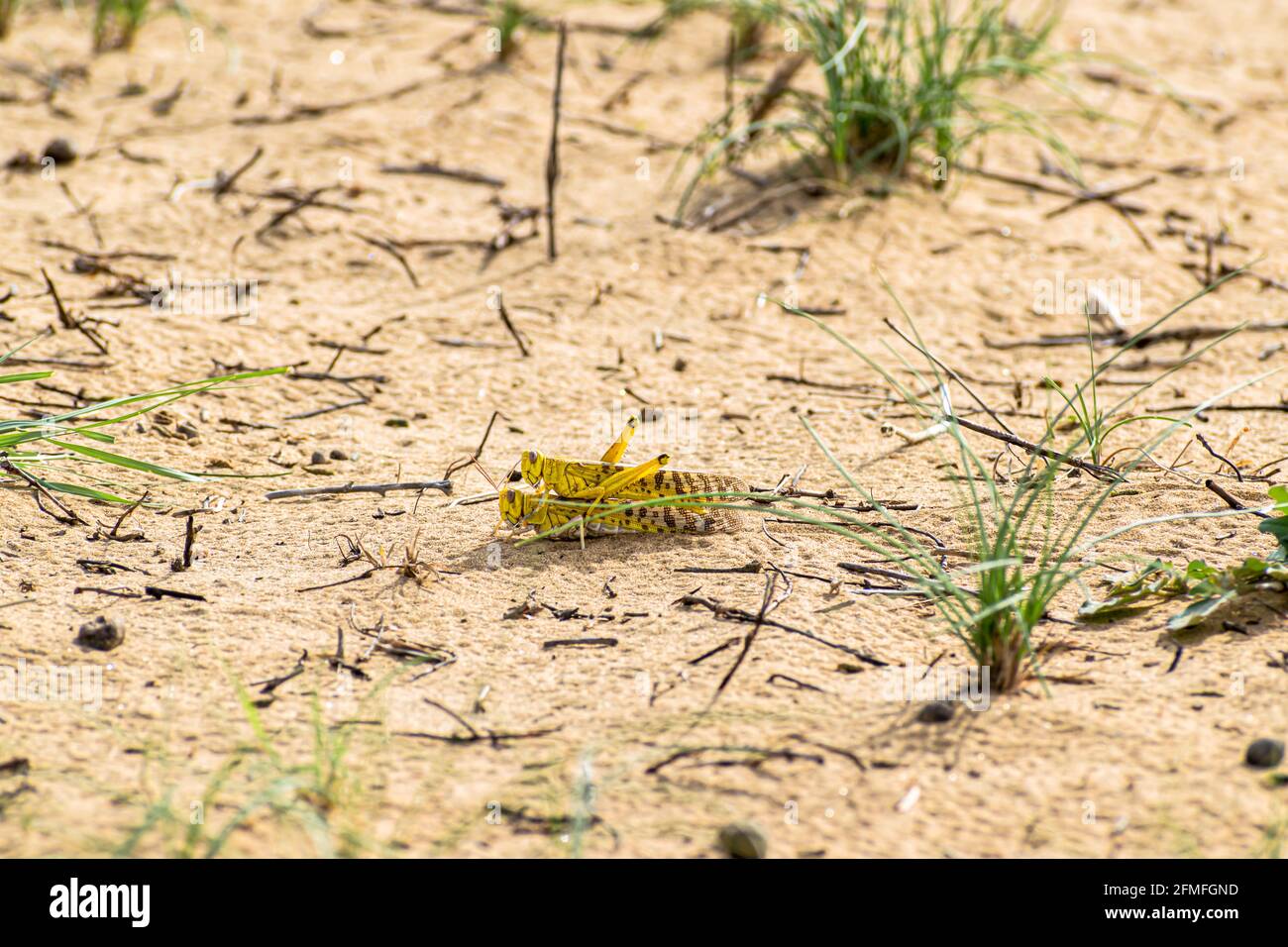 Locust swarm farm hi-res stock photography and images - Alamy