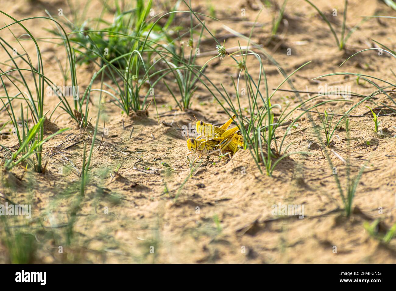 migratory locust swarm in india.locust are related to grasshopper Stock ...