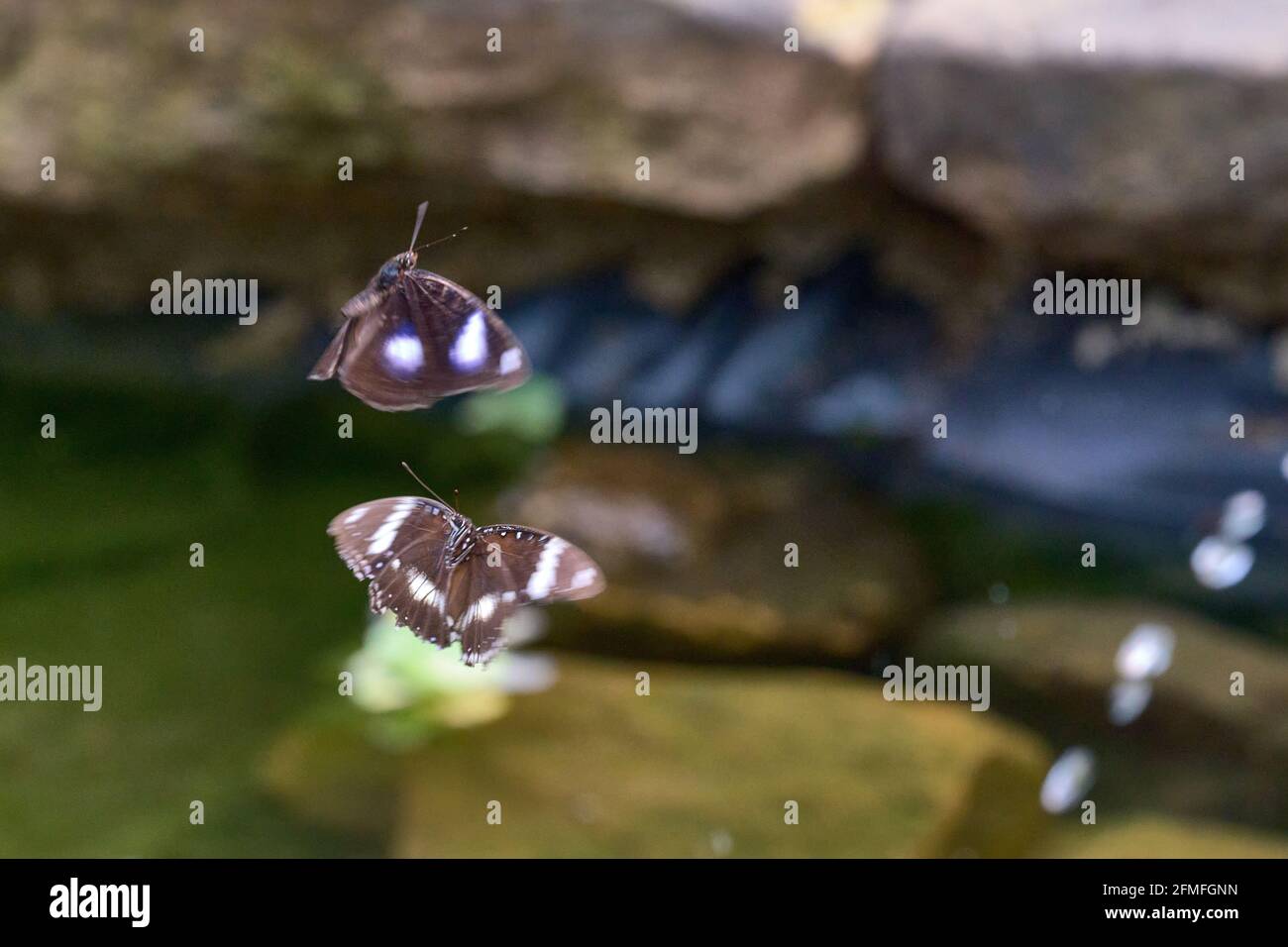 Tropical butterflies at Middleton Common Farm Butterfly Gardens Stock ...