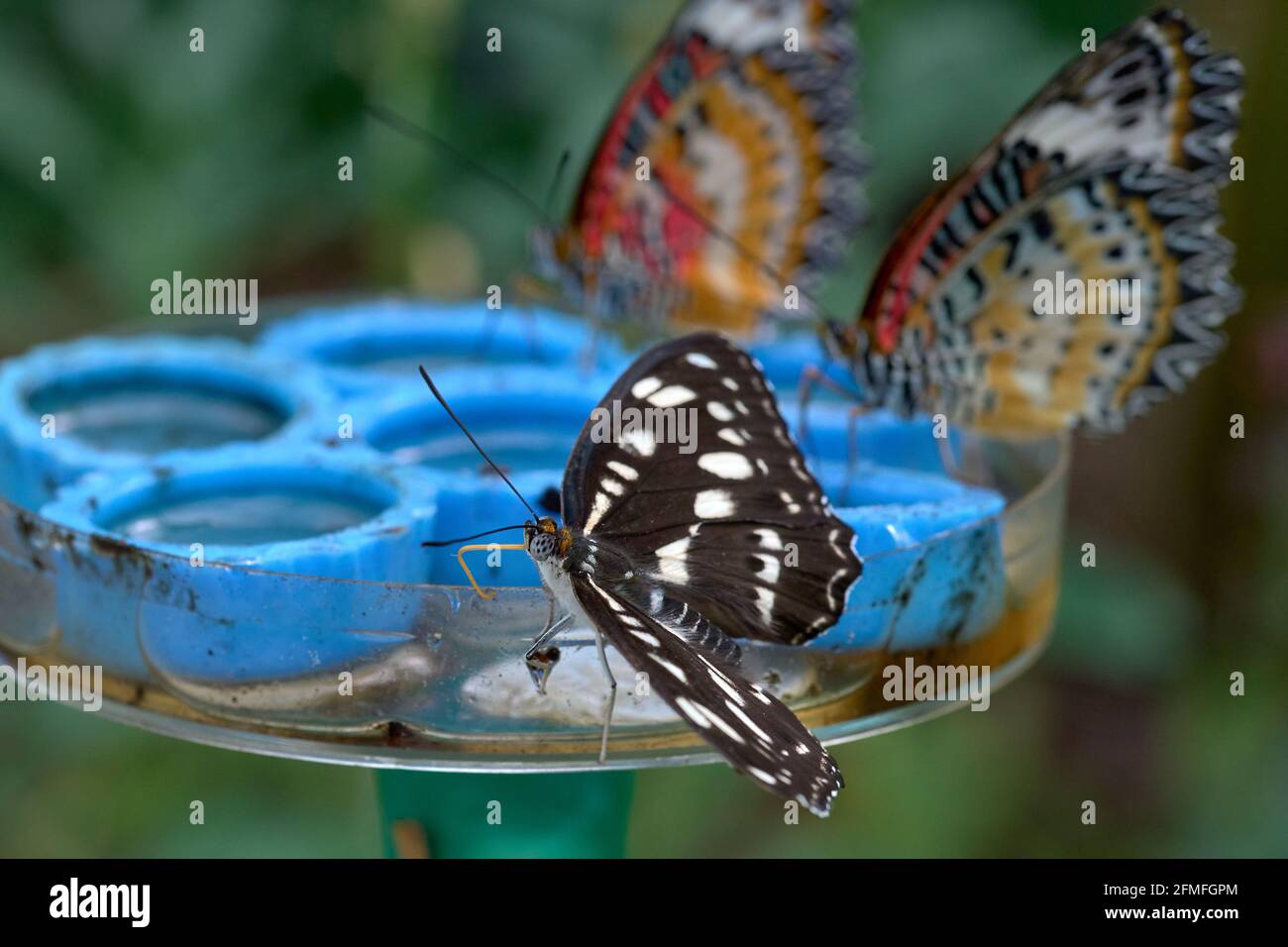 Tropical butterflies at Middleton Common Farm Butterfly Gardens Stock ...
