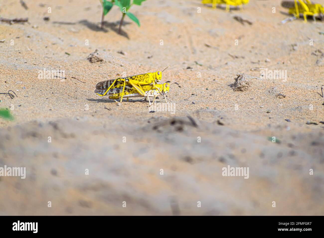 migratory locust swarm in india.locust are related to grasshopper Stock ...