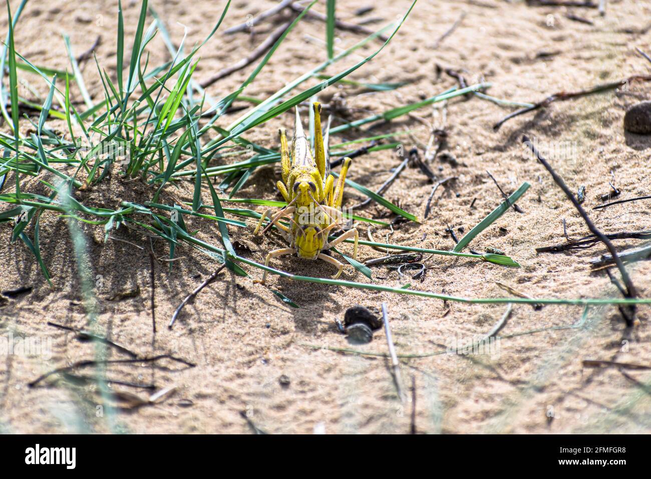 Locust swarms africa hi-res stock photography and images - Alamy
