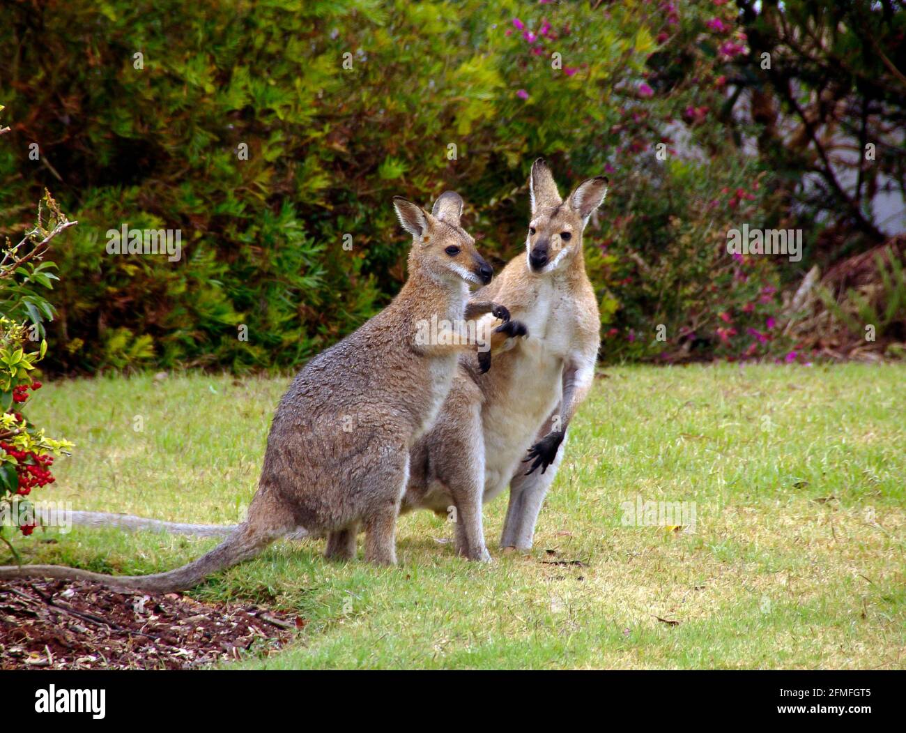 Two wild red-necked wallabies (Macropus rufogriseus) in private garden ...
