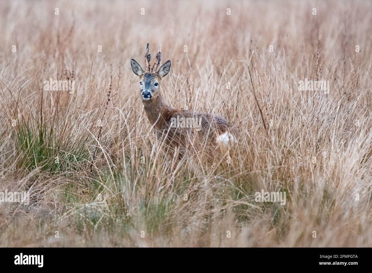 Roe deer in velvet hi-res stock photography and images - Alamy
