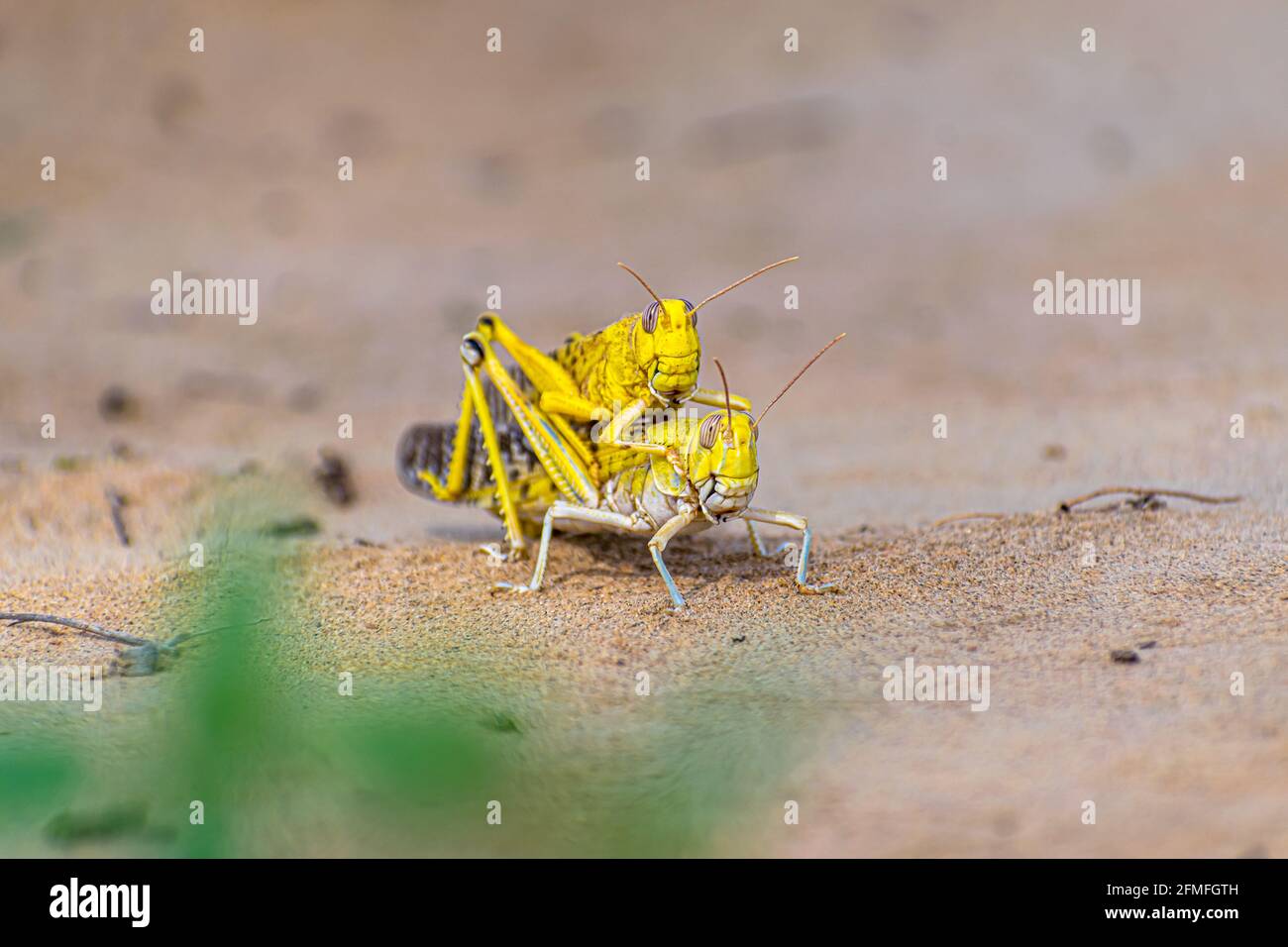 migratory locust swarm in india.locust are related to grasshopper Stock ...