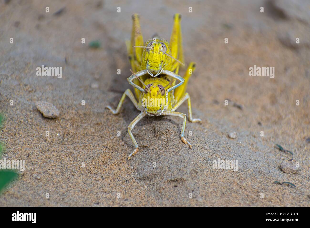 migratory locust swarm in india.locust are related to grasshopper Stock ...