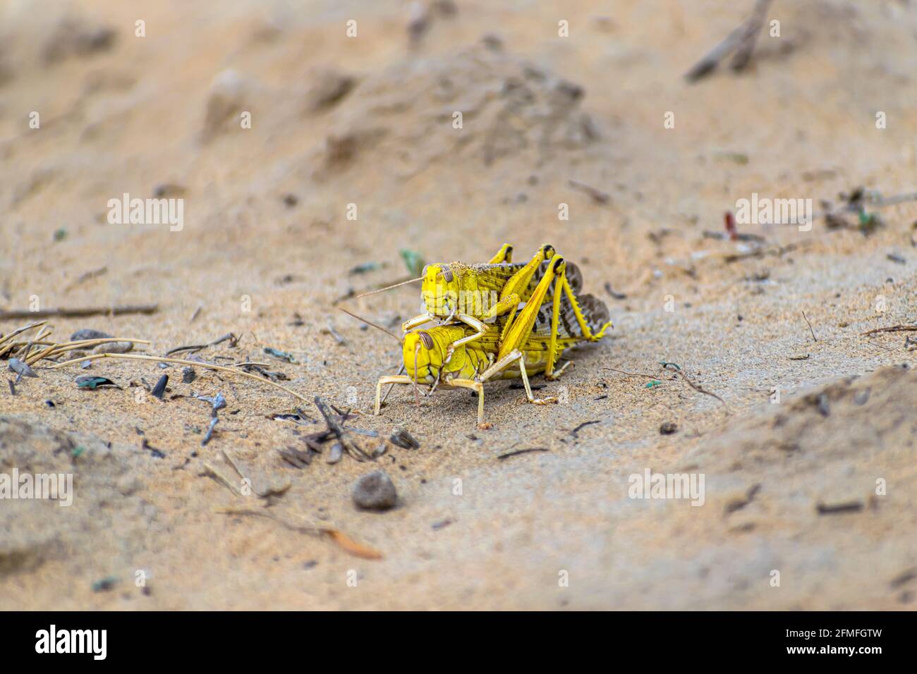 migratory locust swarm in india.locust are related to grasshopper Stock ...