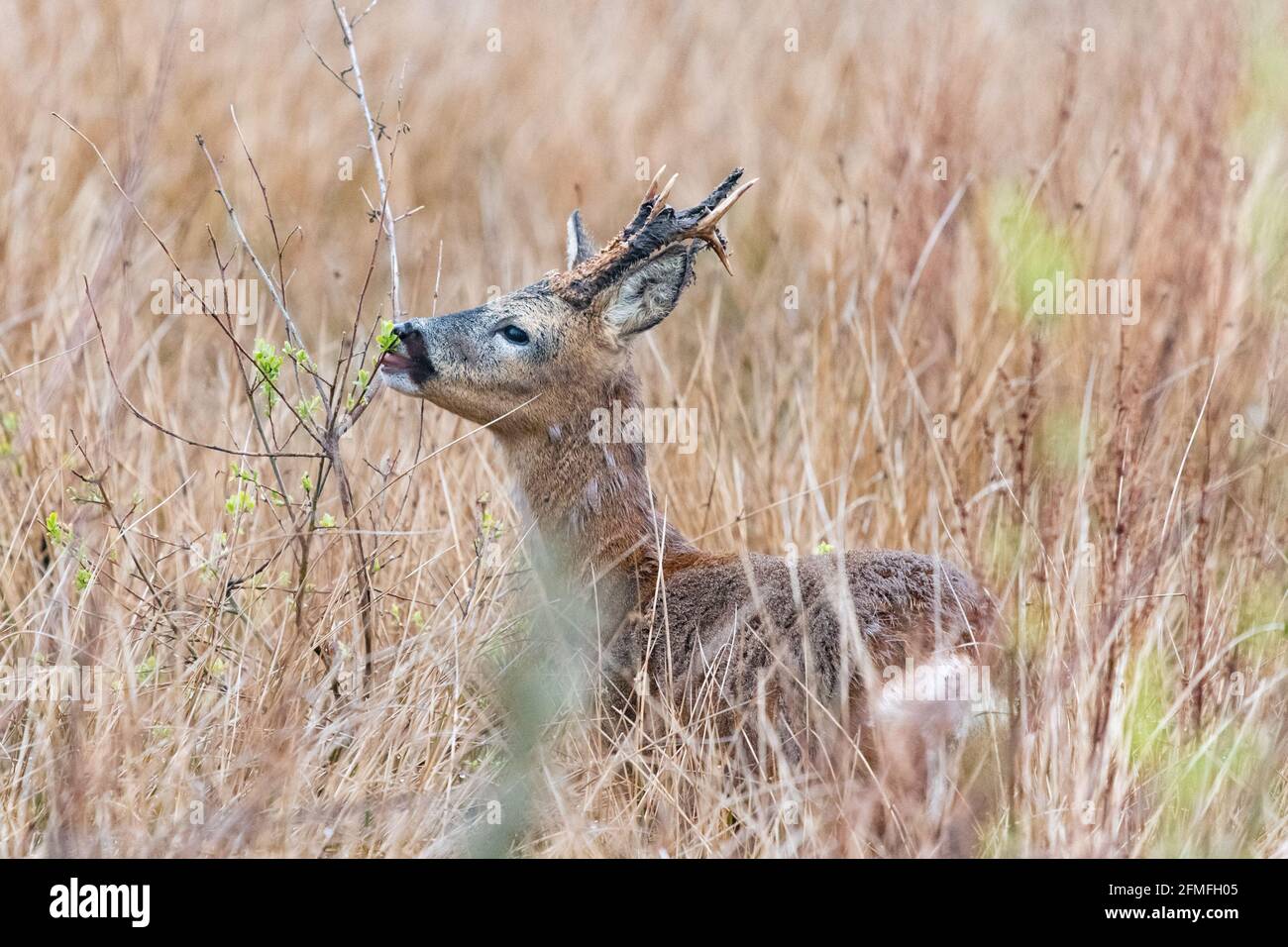 Roe Deer buck eating new spring leaves - Scotland, UK Stock Photo - Alamy