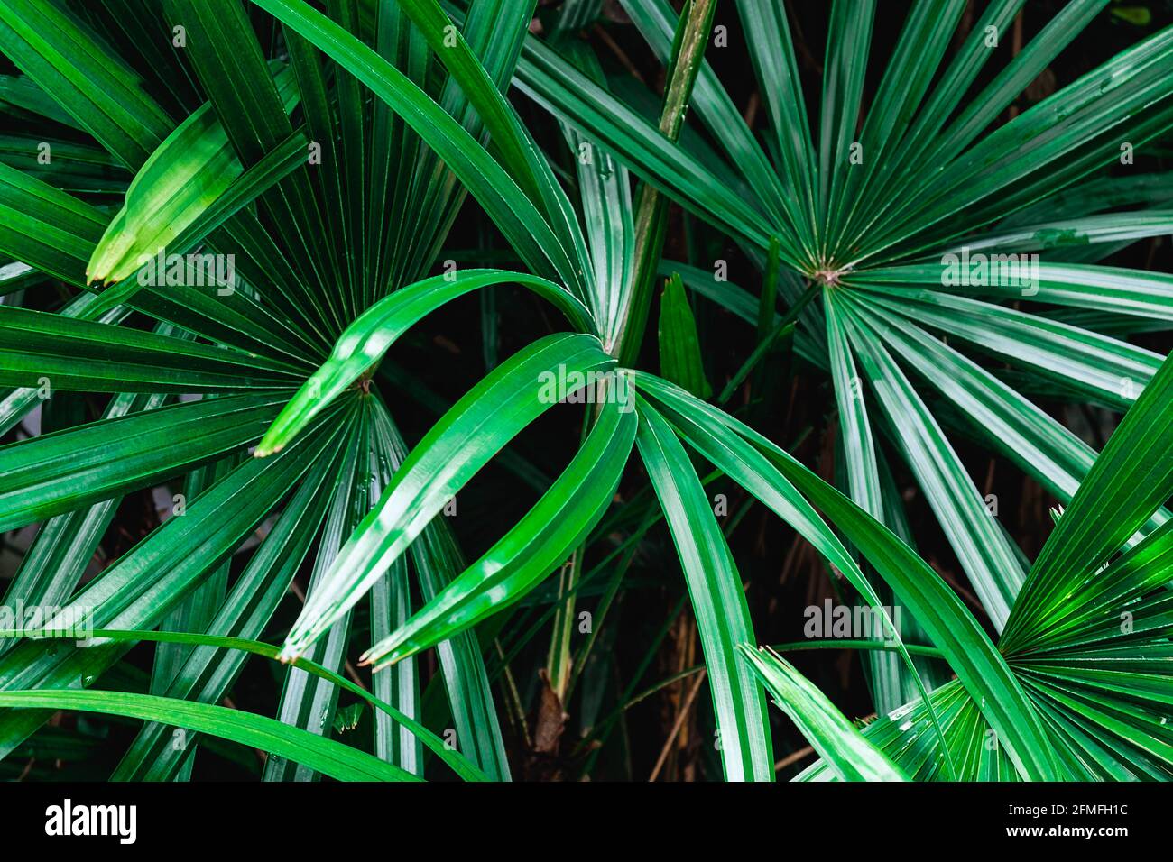 Natural background of green palm leaves Stock Photo - Alamy
