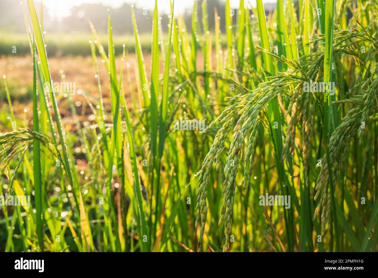 Close up rice plants yield ripening growing waiting for harvest Stock ...