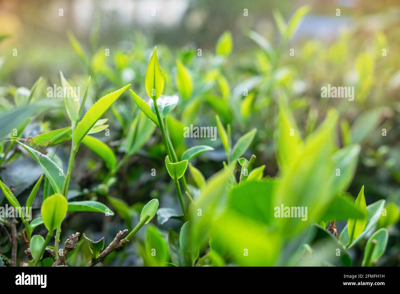 fresh green tea leaves Stock Photo - Alamy