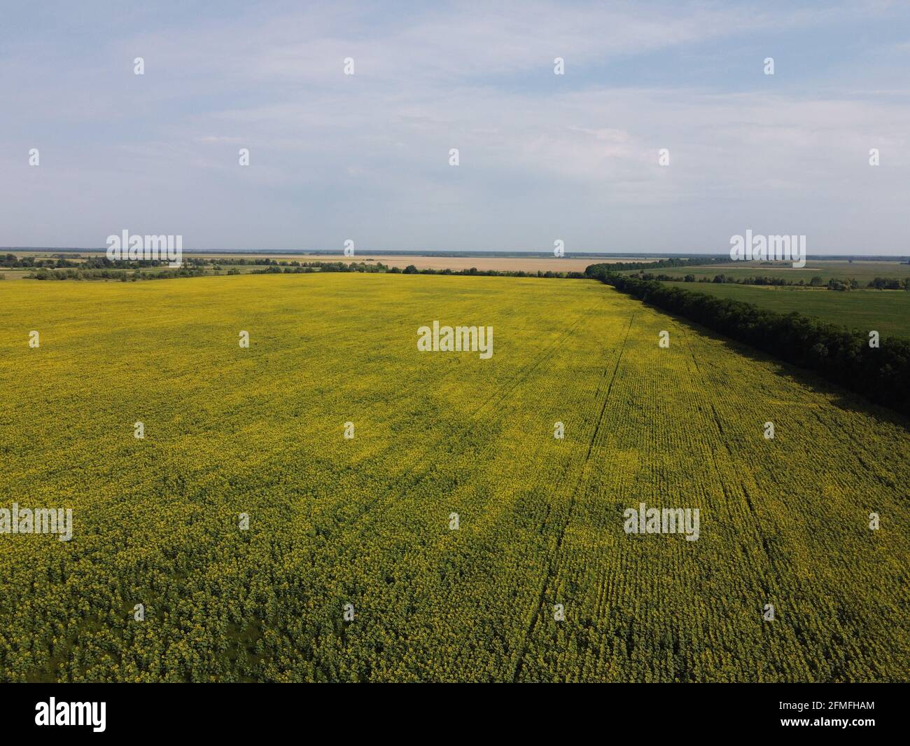 Field of sunflowers aerial hi-res stock photography and images - Alamy