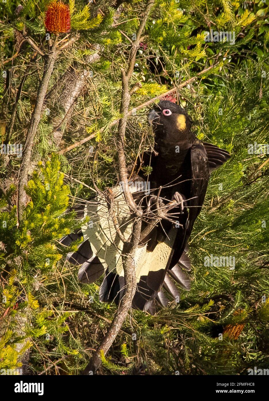 Male Yellow-tailed black cockatoo,Calyptorhynchus funereus, perched in ...