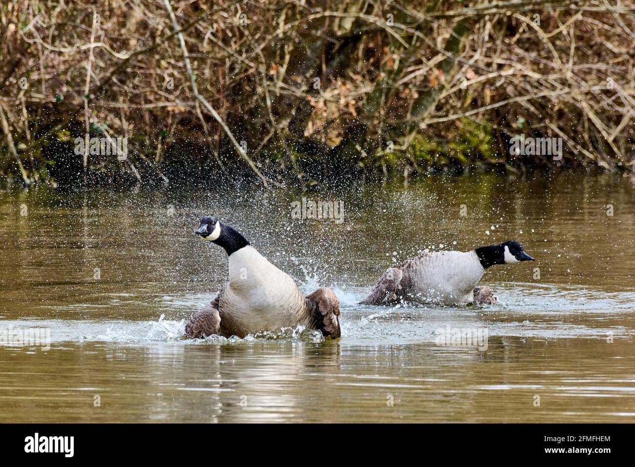 Making a splash ob Ditchling Common Pond Stock Photo - Alamy