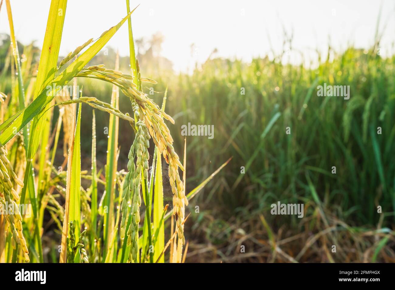 Closeup ripening rice paddy hi-res stock photography and images - Alamy
