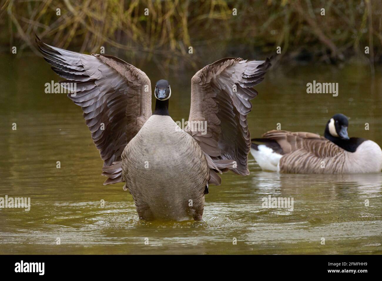 Making a splash ob Ditchling Common Pond Stock Photo - Alamy