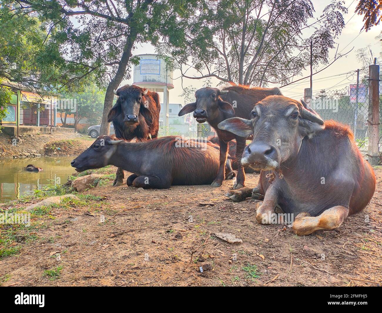 Asian Buffalo's Lying Down on Ground. Asian Black Bison Stock Photo - Alamy