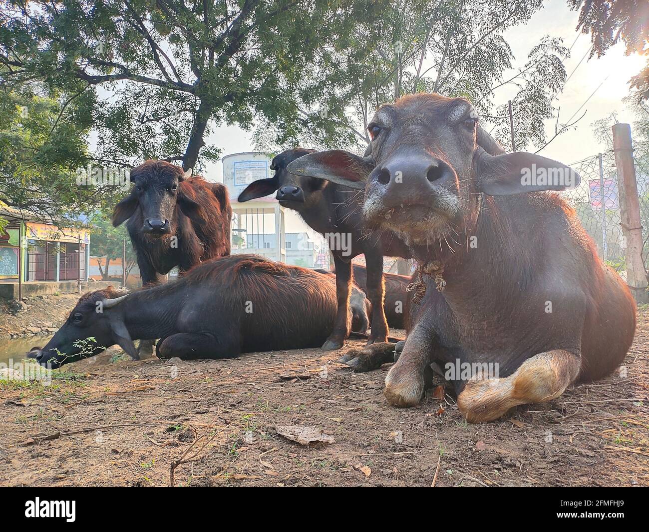 Asian black bison hi-res stock photography and images - Alamy