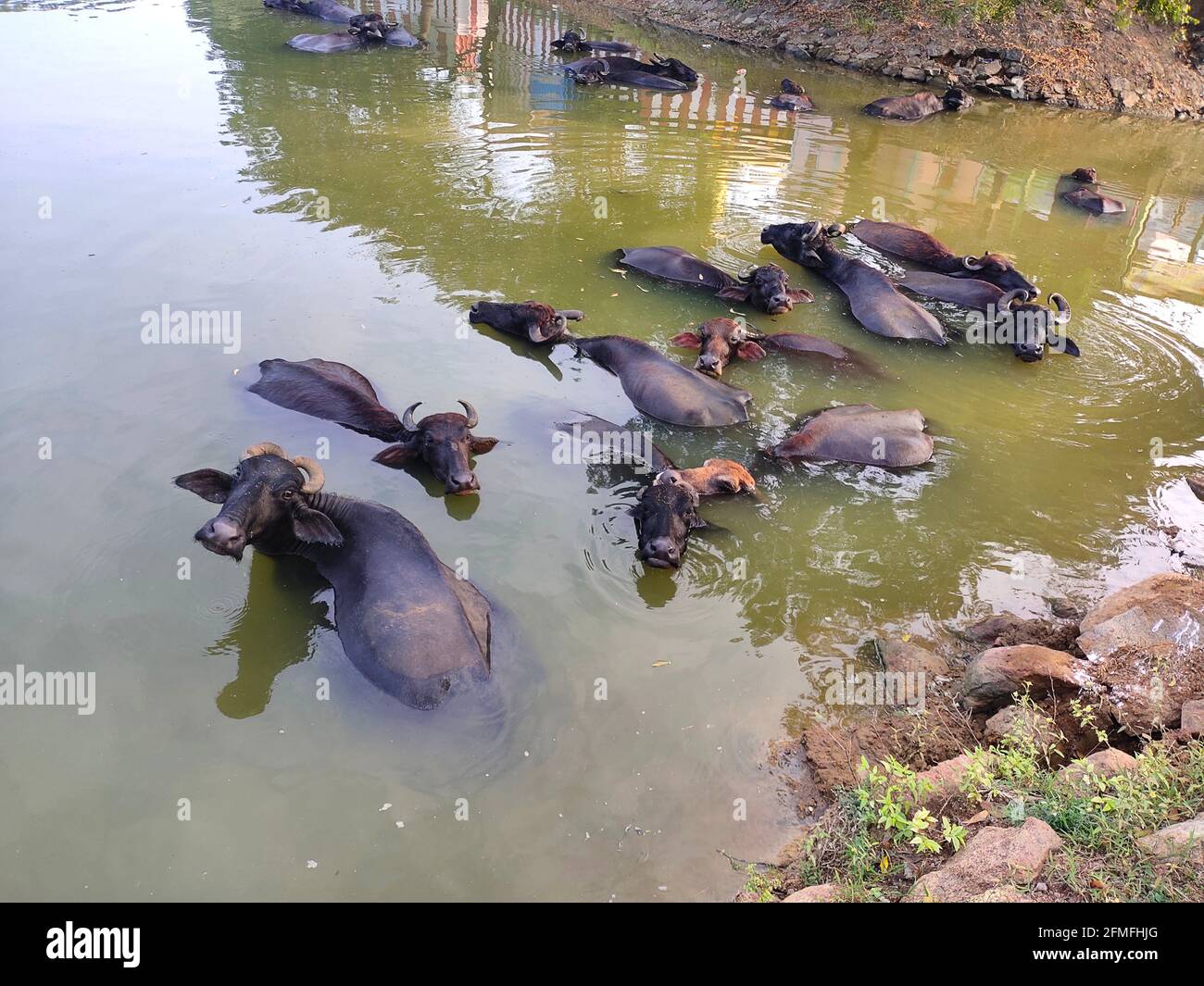 Buffalos bathing in water hi-res stock photography and images - Alamy