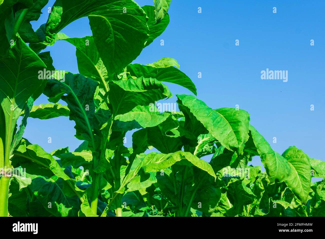 Raw tobacco hi-res stock photography and images - Alamy