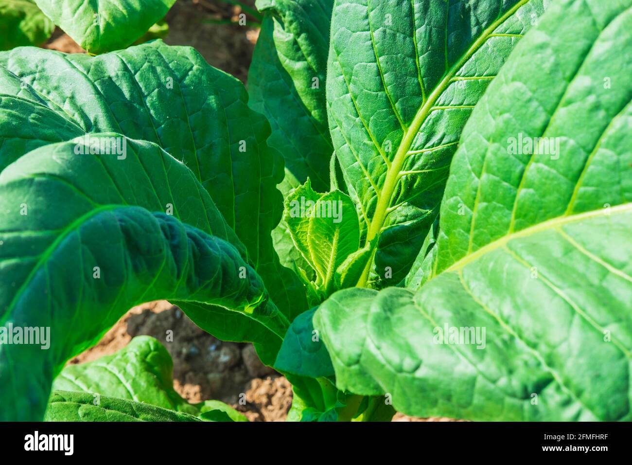 Raw tobacco leaves in tobacco farms Stock Photo - Alamy