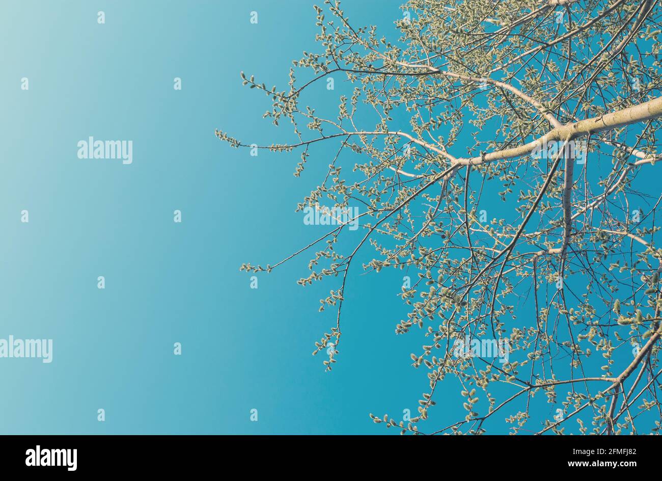 Aspen branches against blue hi-res stock photography and images - Alamy