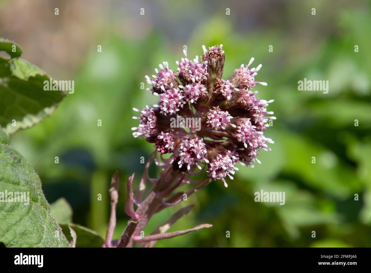 Purple blossom of the common butterbur, also called Petasites hybridus ...