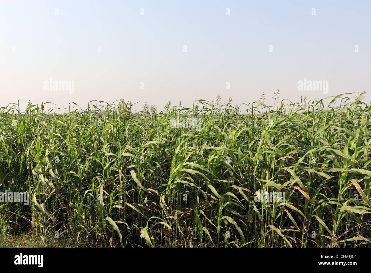 Firm plants hi-res stock photography and images - Alamy