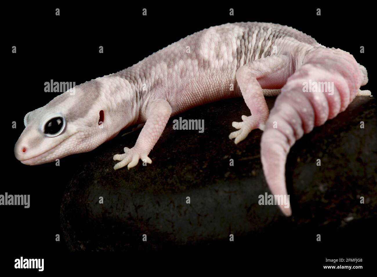Spotted fat tailed gecko hi-res stock photography and images - Alamy