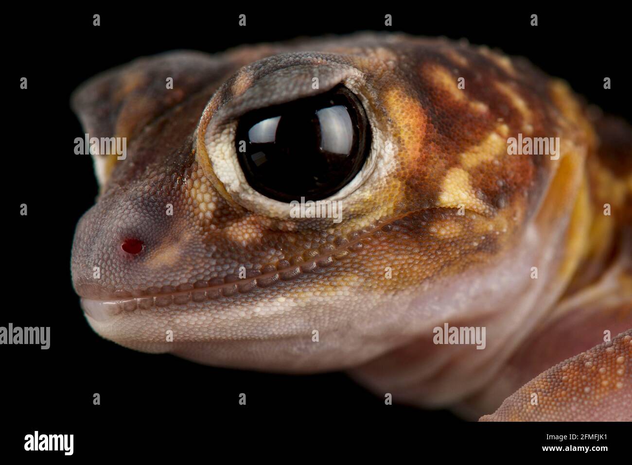 Midline knob tailed gecko hi-res stock photography and images - Alamy