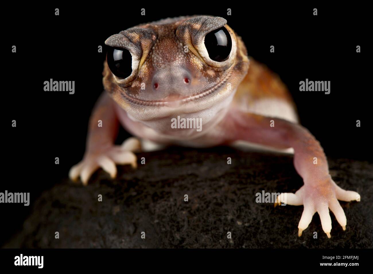 Midline knob tailed gecko hi-res stock photography and images - Alamy