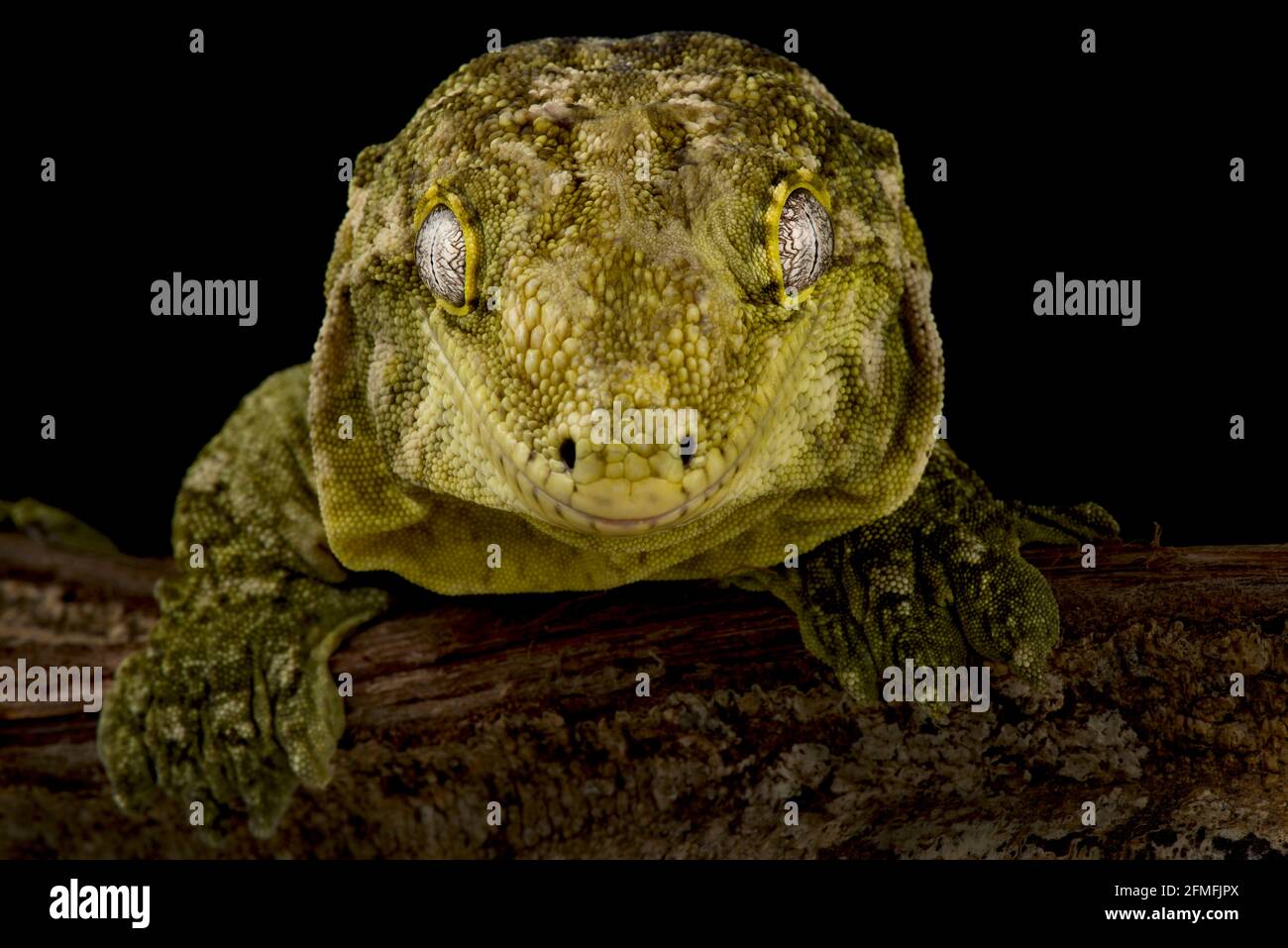 The New Caledonian giant gecko (Rhacodactylus laechianus) is the ...