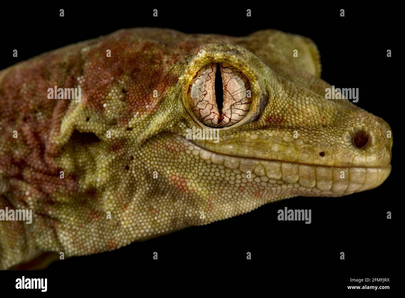 New caledonian giant gecko hi-res stock photography and images - Alamy