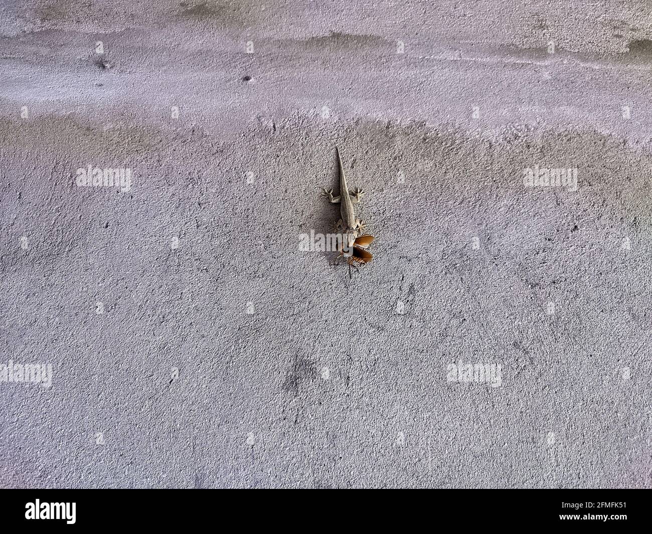A lizard on the stone ground during the daytime Stock Photo - Alamy
