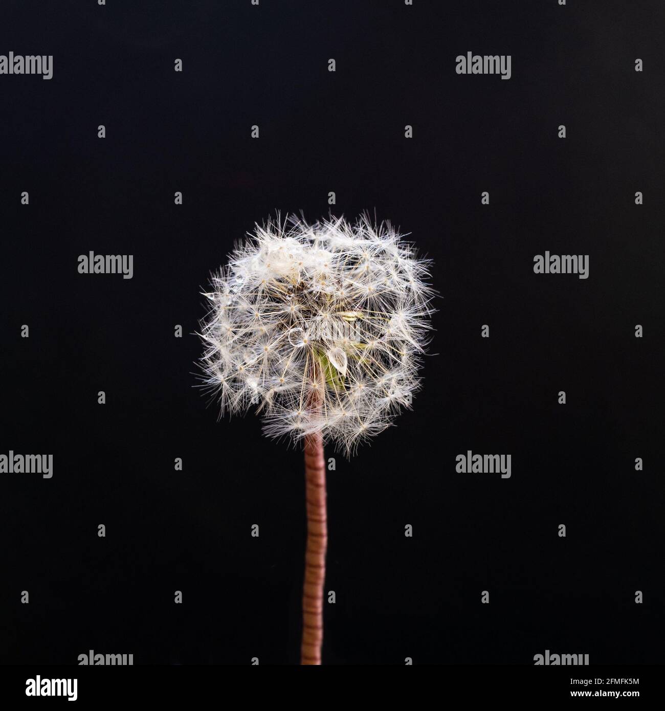 dandelion seed head Stock Photo - Alamy