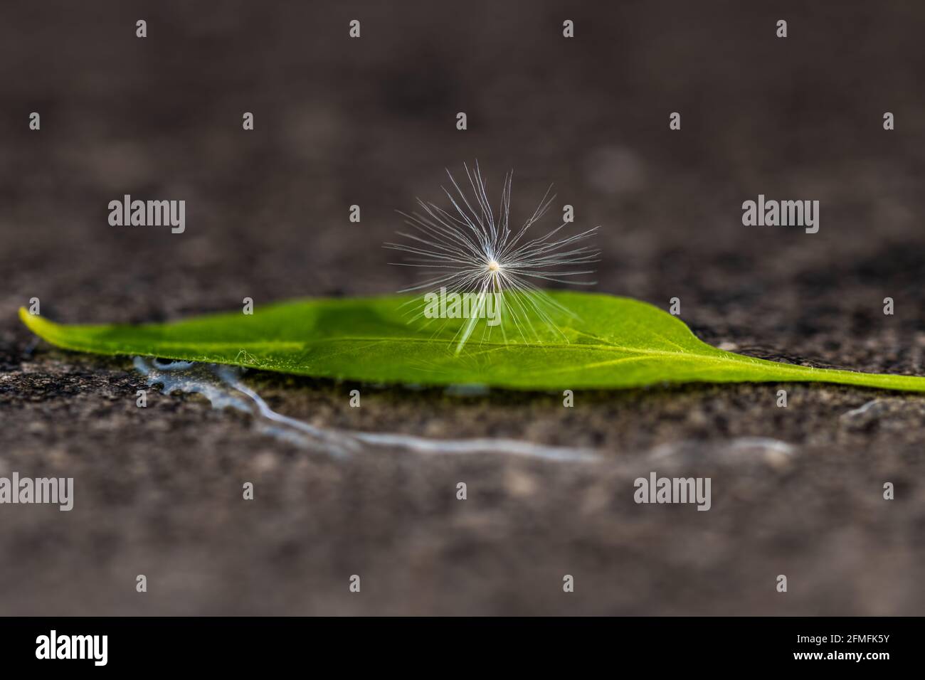 Dandelion sprout hi-res stock photography and images - Alamy