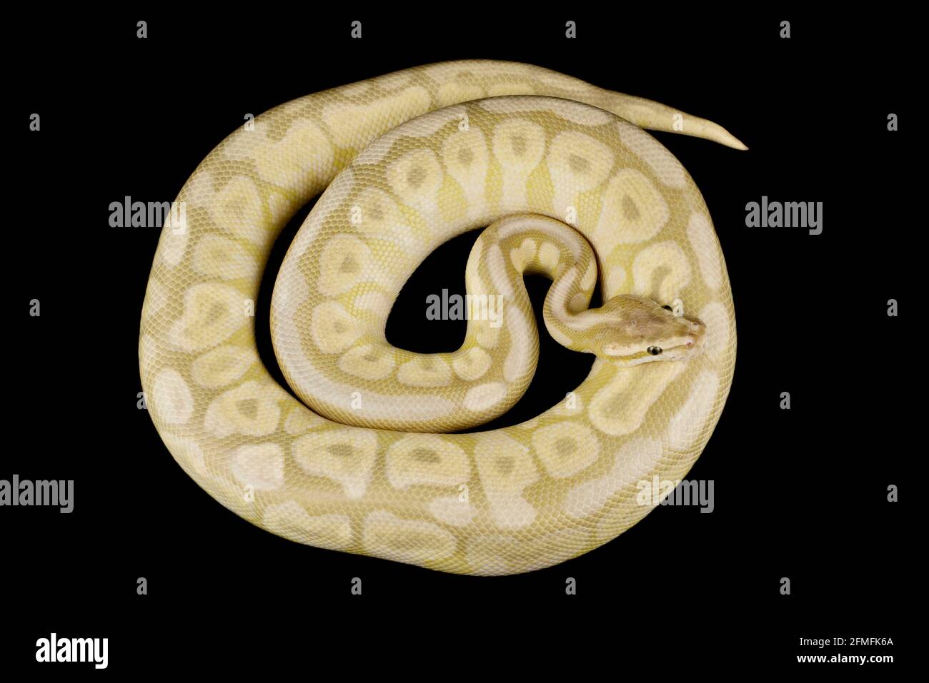 The Ball python (Python regius) is one of the most popular pet snake ...