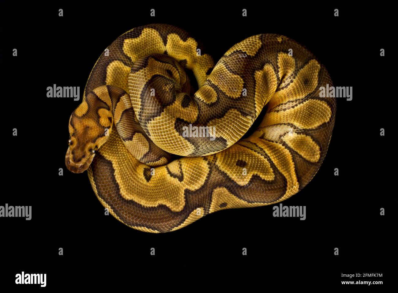 The Ball python (Python regius) is one of the most popular pet snake ...