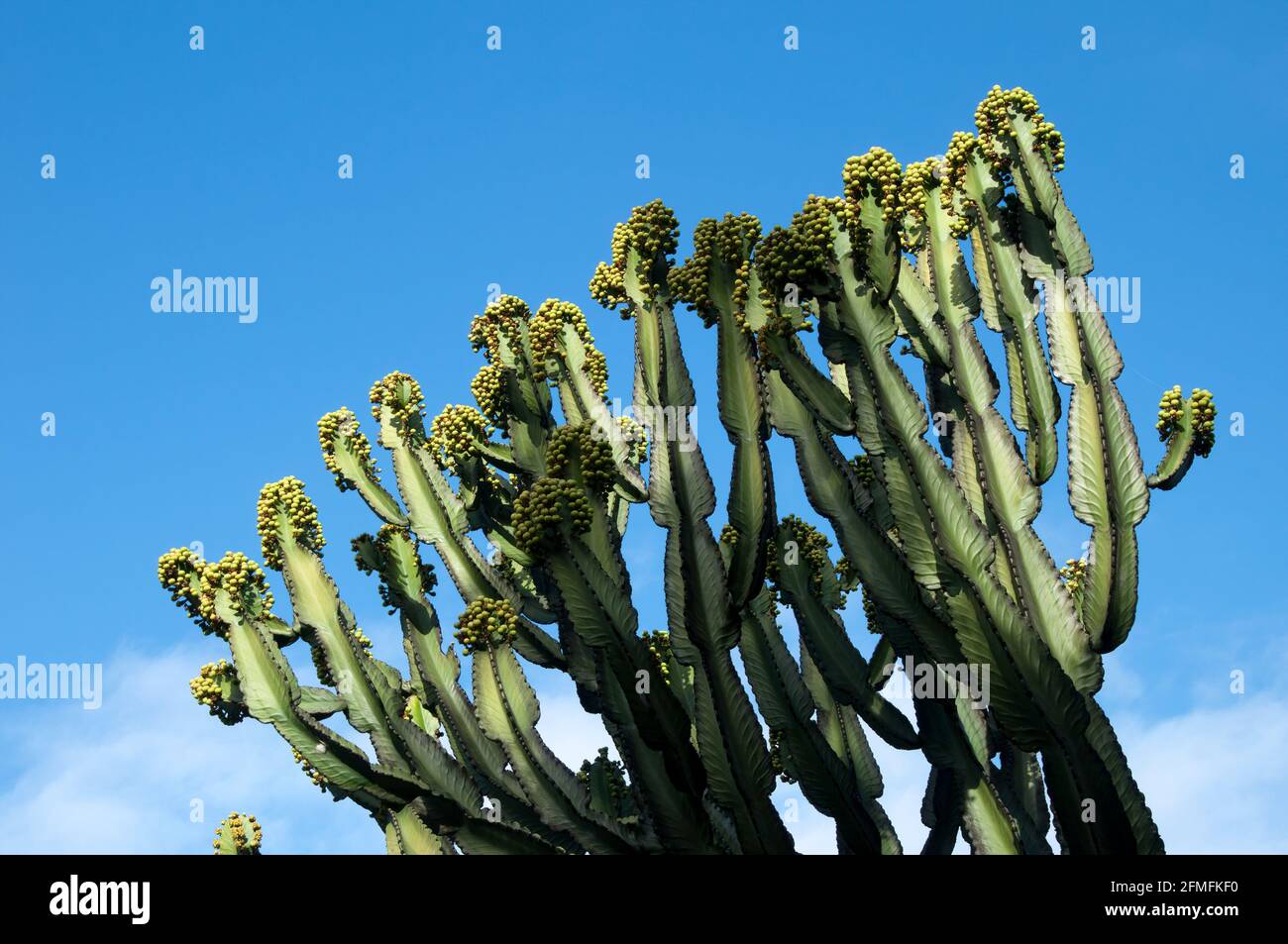 Euphorbia trigona cactus succulent hi-res stock photography and images ...