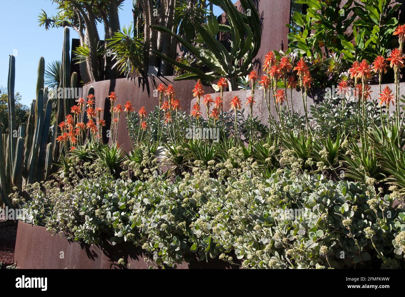 Sydney Australia, landscaped cactus garden with orange flowering aloe ...