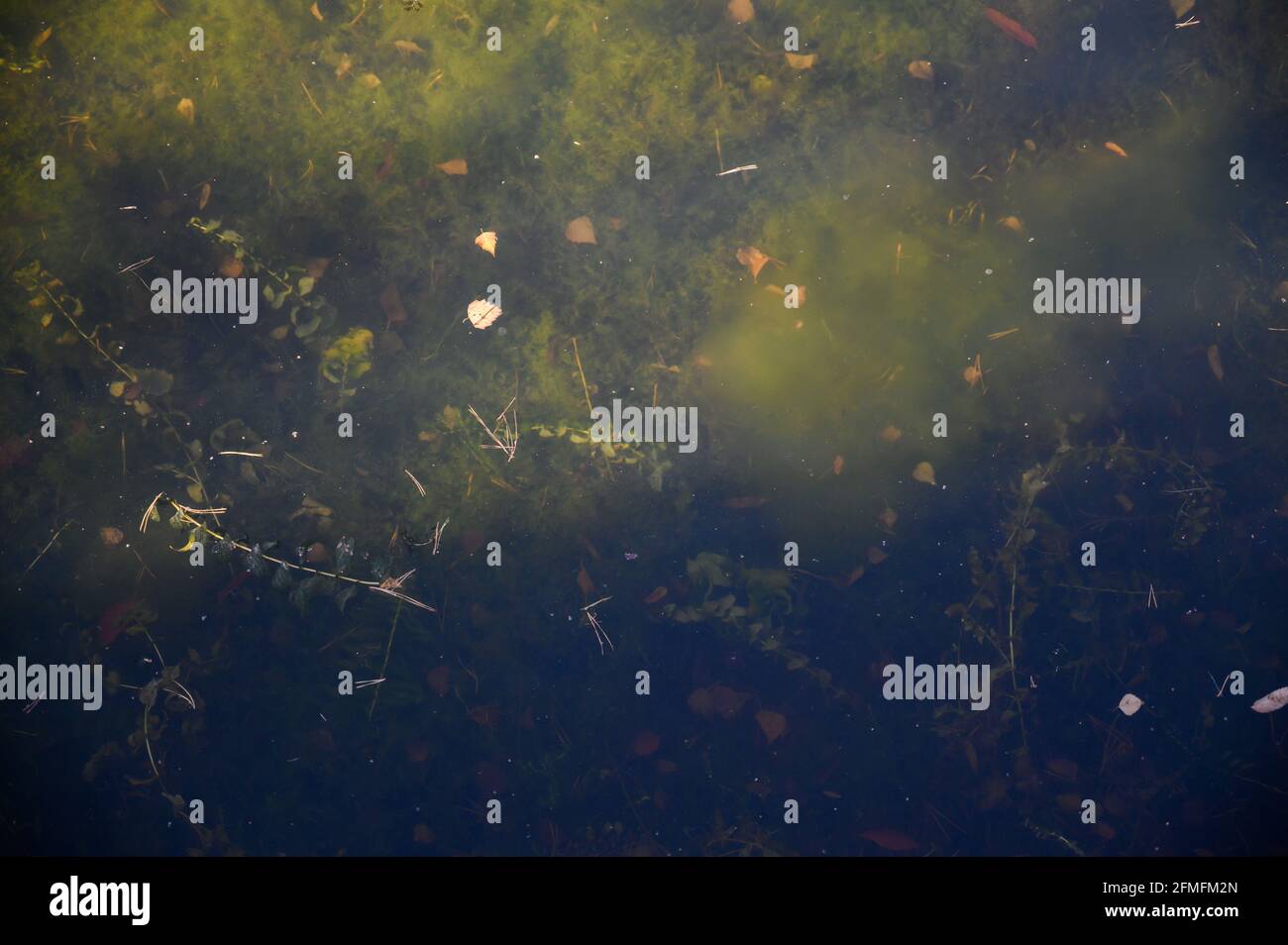 River water in mud and algae. texture Stock Photo - Alamy