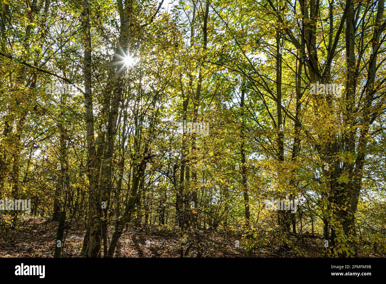 Waterford Heath Community Nature Park Stock Photo - Alamy