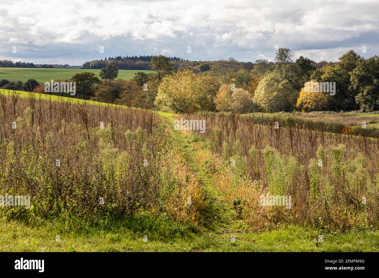 Waterford Heath Community Nature Park Stock Photo - Alamy