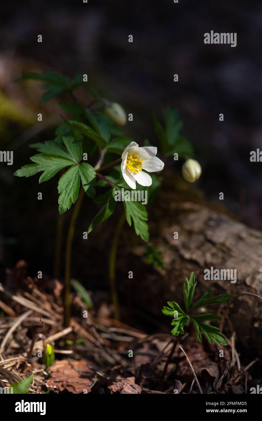 White anemones new forest hi-res stock photography and images - Alamy
