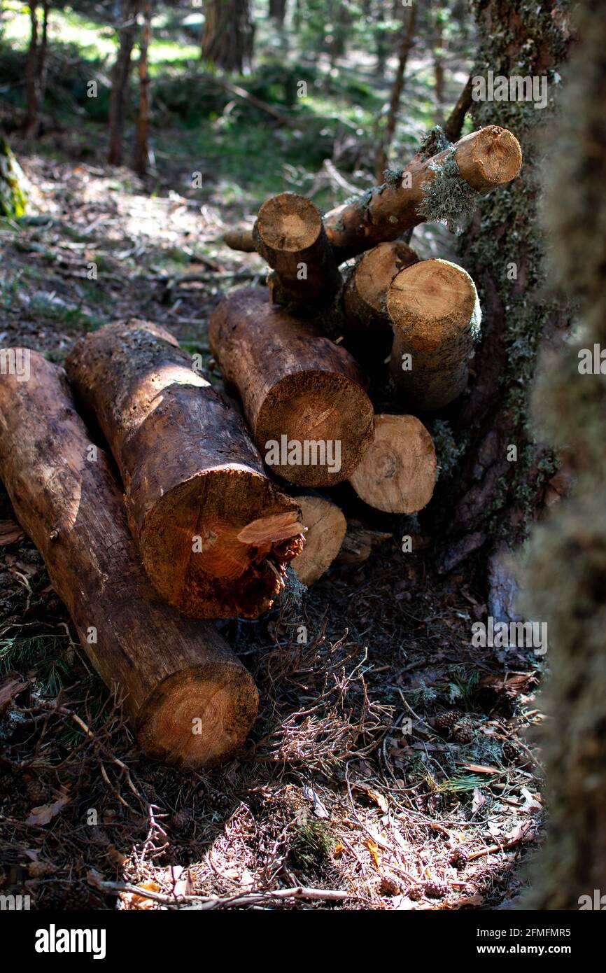 Small pile of logs cut and piled up in a tree in a forest Stock Photo ...
