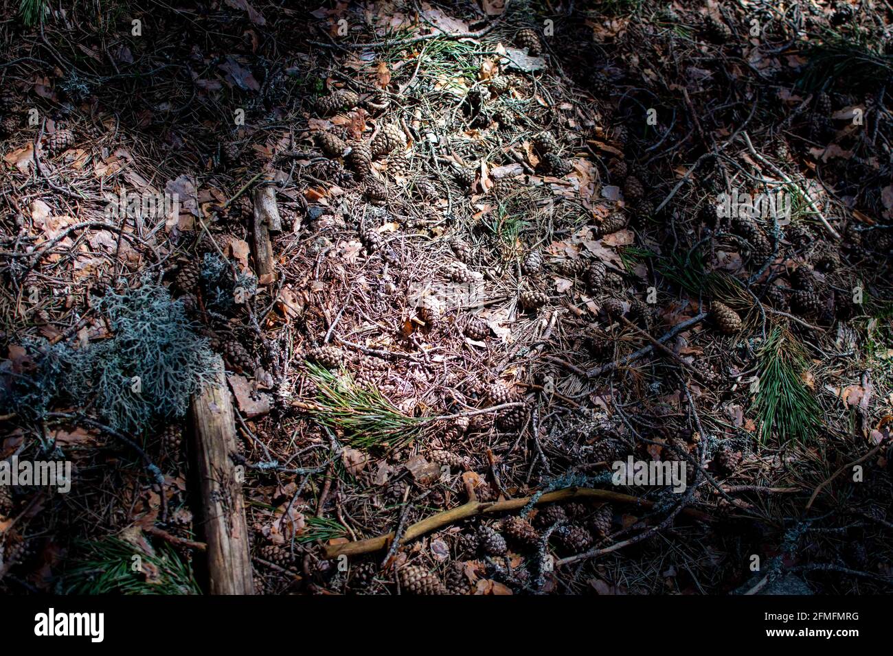 Flying inside forest hi-res stock photography and images - Alamy