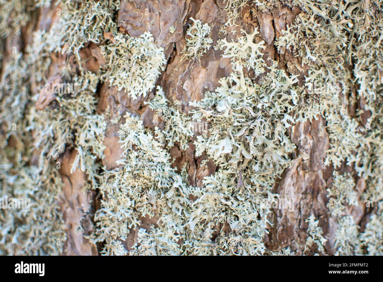 Texture of a tree with small green plants Stock Photo - Alamy
